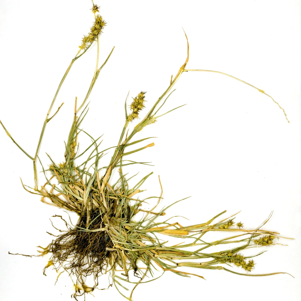 Getting Rid of Grass Burs