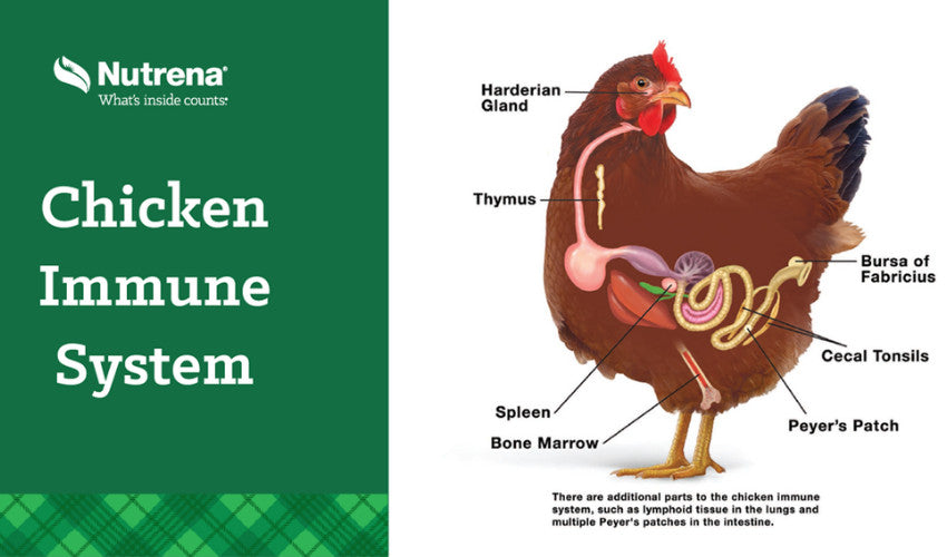 The Chicken Digestive System and Immune System: An Important Partnersh